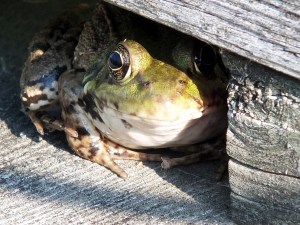 CALLING ALL FROG WATCHERS! | Environmental Echo