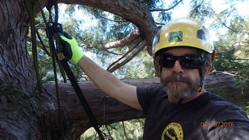 California Redwood Dreaming: Local Tree Climber Gets Chance To Help ...