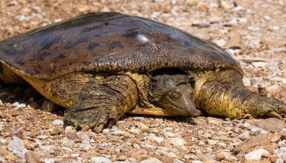 Spiny Soft-Shell Turtles: Healthy In Missouri, Struggling In Canada ...