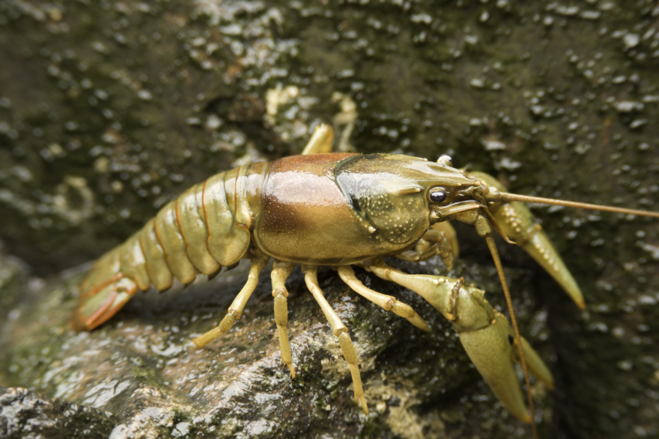 Crayfish Critters: Memories Past, Present-Day Concerns | Environmental Echo