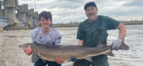Learn About Missouri’s Endangered Lake Sturgeon Recovery, March 30 ...