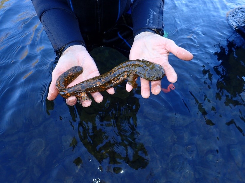 First Saint Louis Zoo-Raised Hellbender Successfully Reproducing In The ...