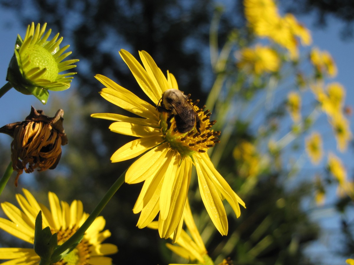 Missouri Prairie Foundation to Offer Three, Free Guided Hikes in ...