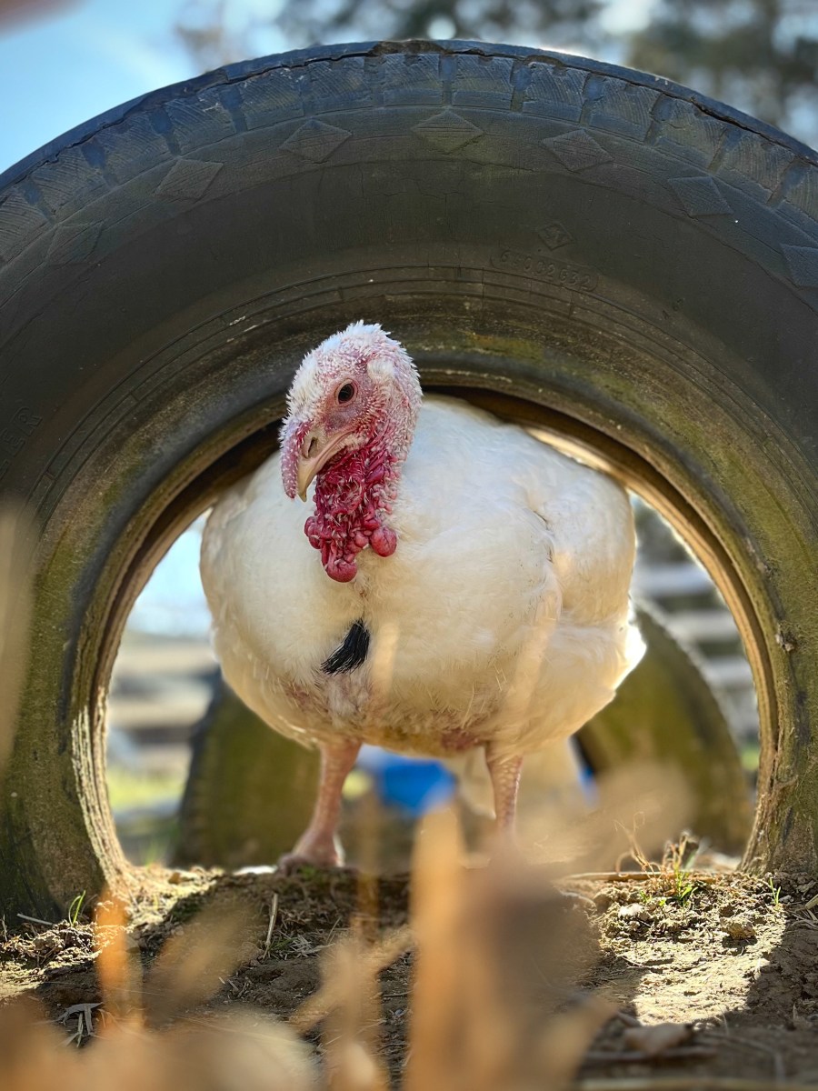Gentle Barn: Haven For Rescued Cows & Cuddling Turkeys | Environmental Echo